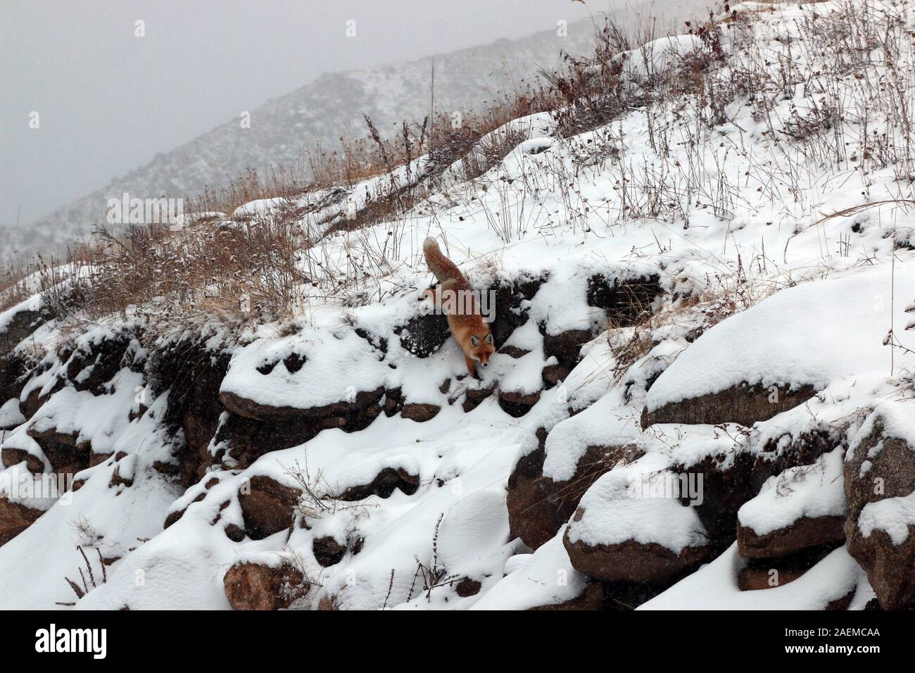 A fox walks in the snow in Altay Prefecture in north-west China's ...