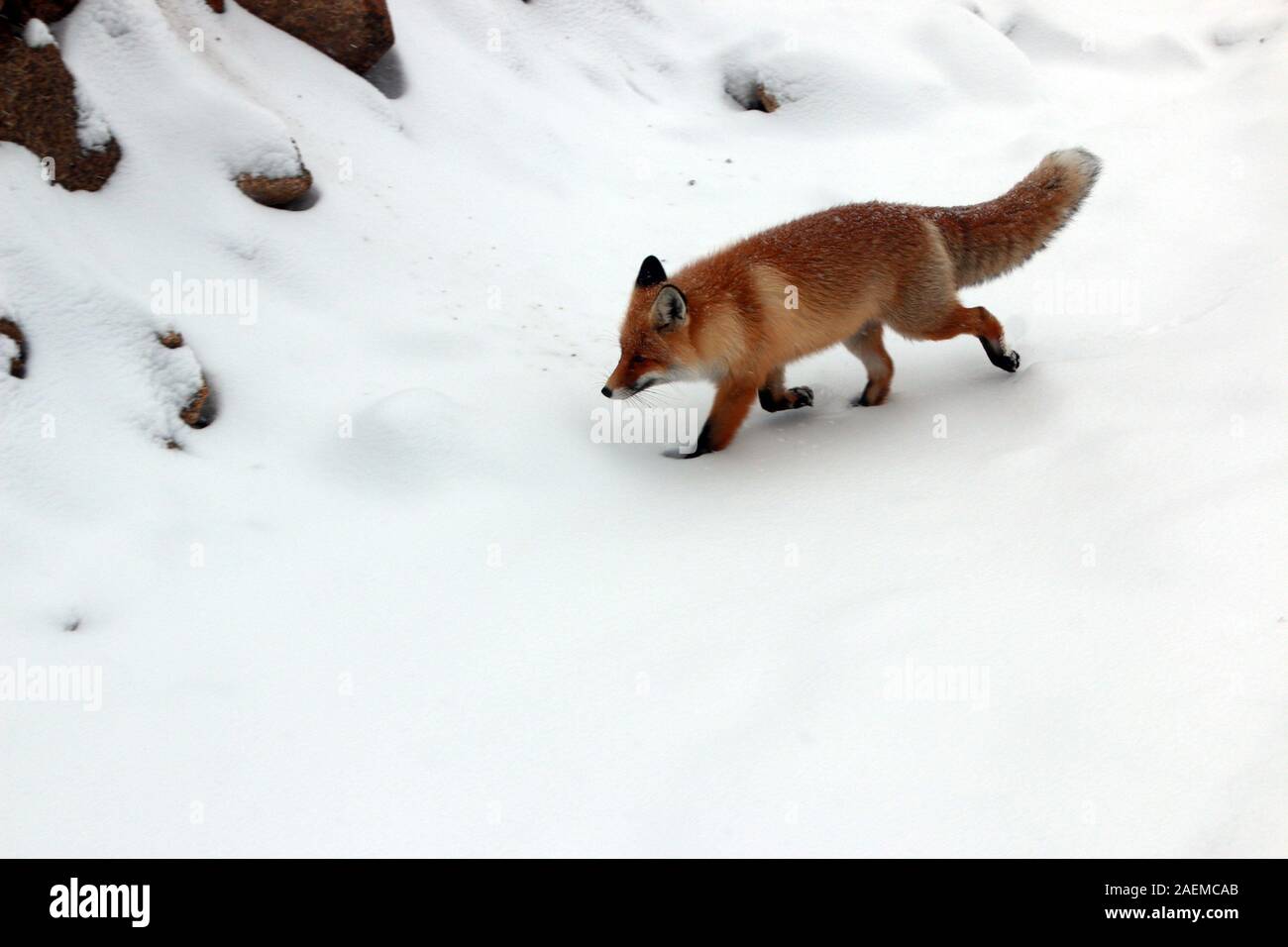 A fox walks in the snow in Altay Prefecture in north-west China's ...