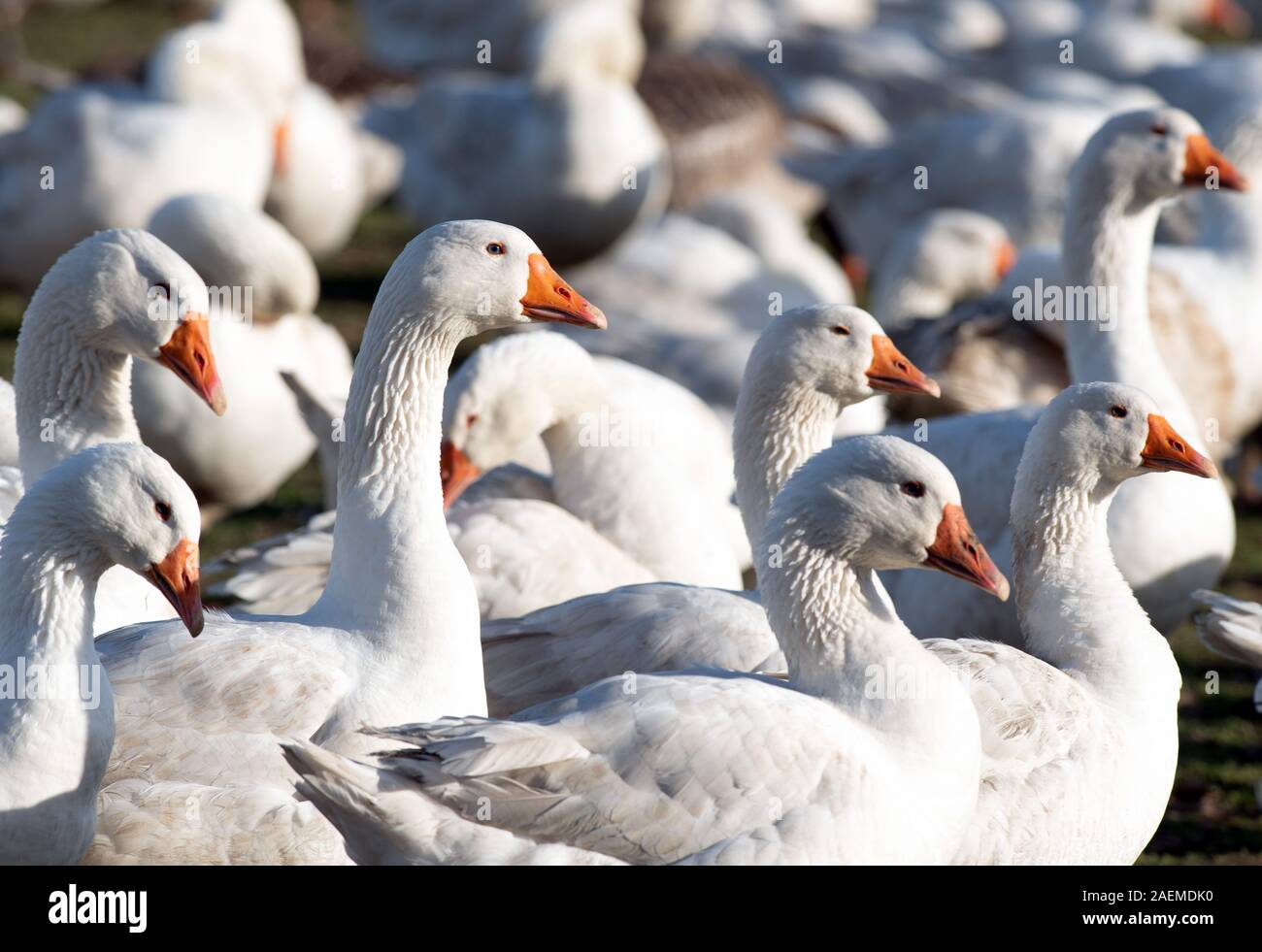 Ahrensfelde, Germany. 09th Dec, 2019. A herd of geese graze on the ...