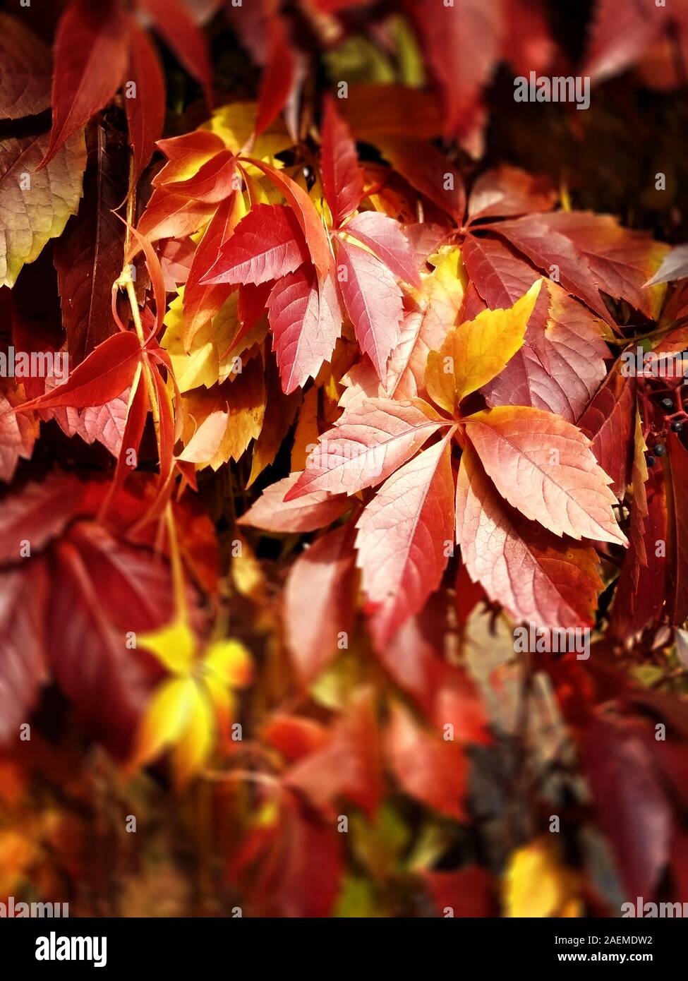 Red grape leaves, natural background, autumn colors Stock Photo - Alamy