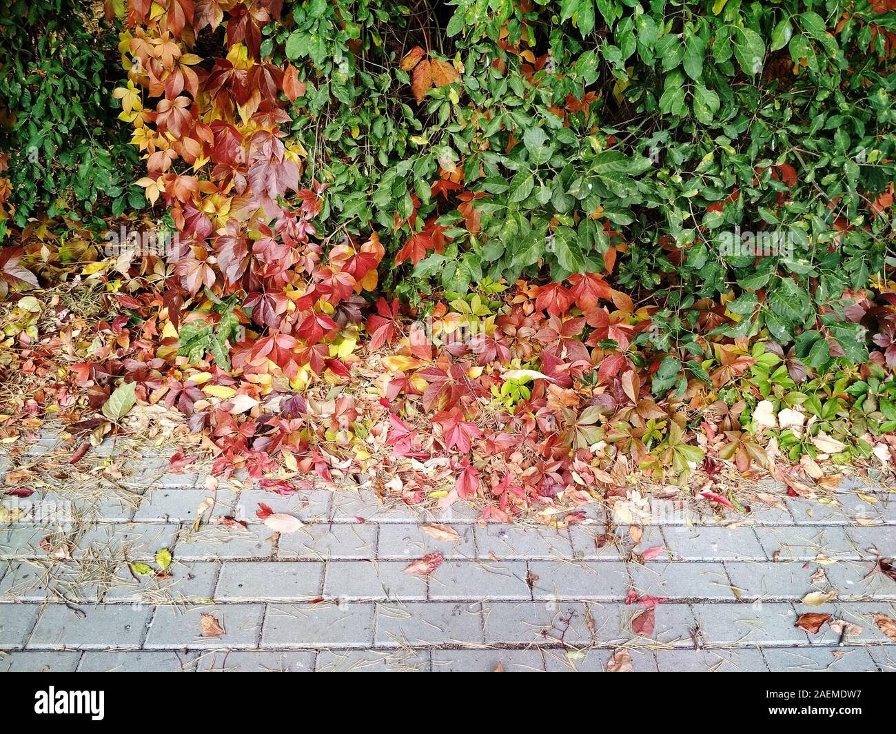 Autumn background with colorful grape leaves, green hedge Stock Photo ...