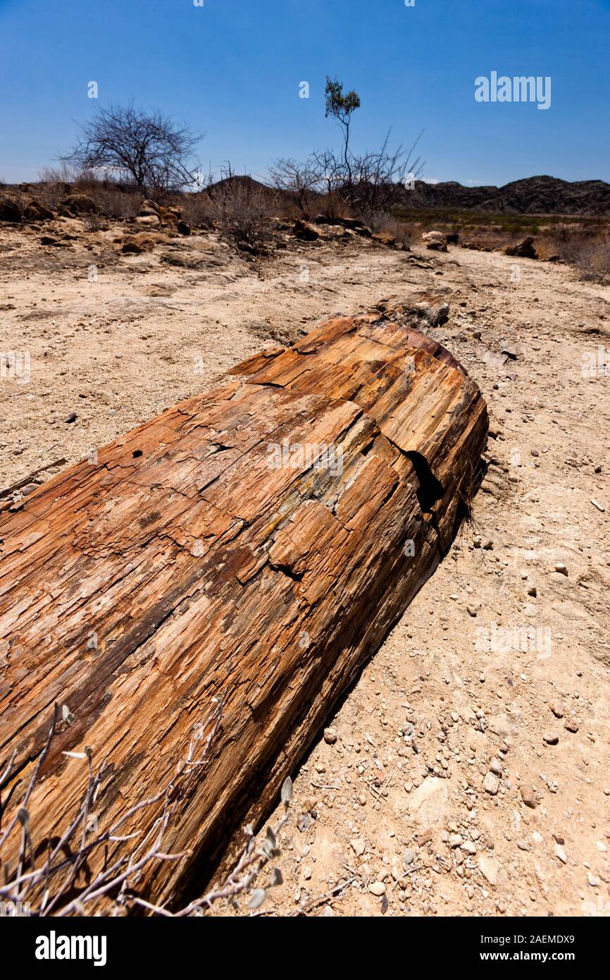 Fossils africa hi-res stock photography and images - Alamy