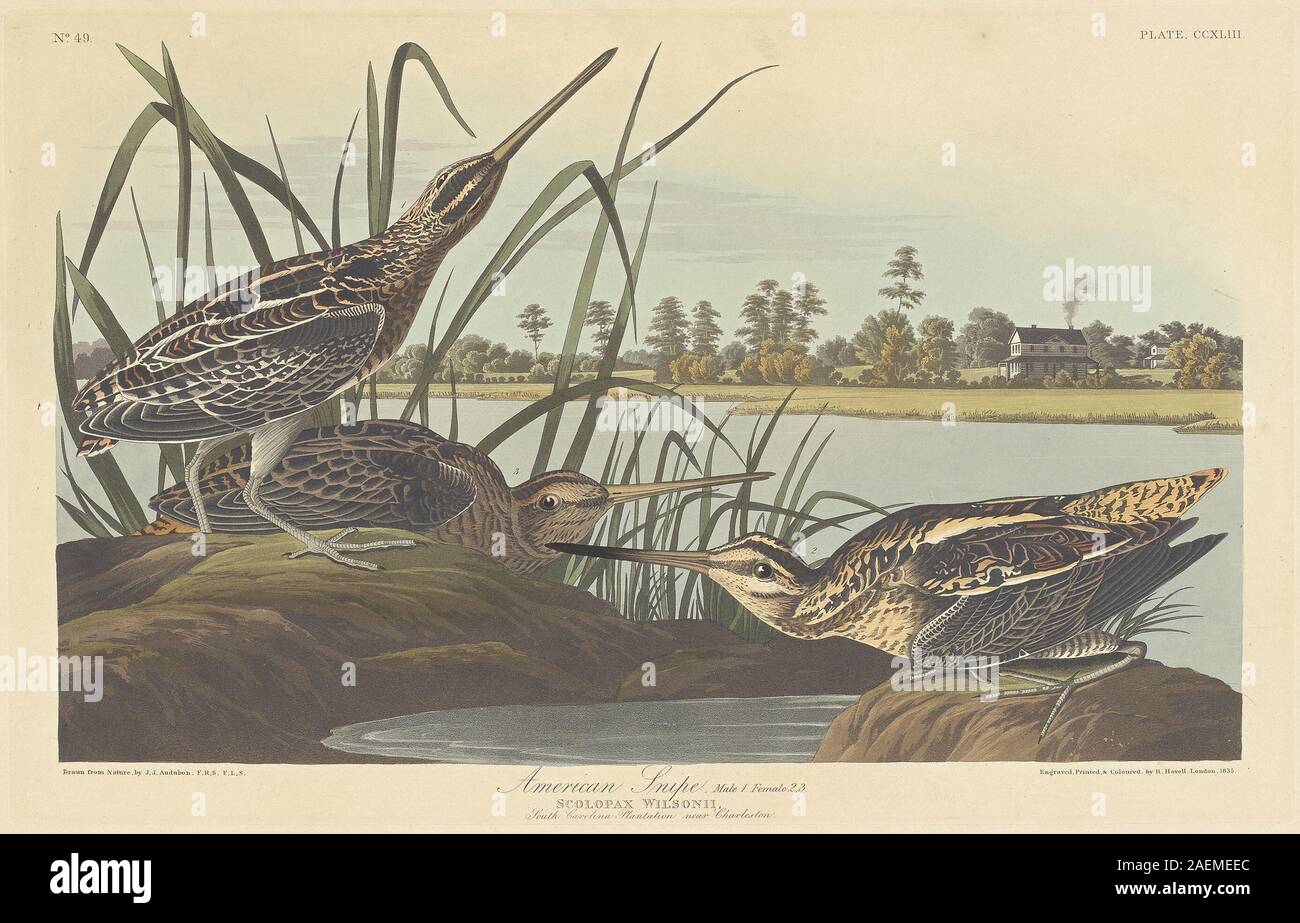 This 1835 print by Robert Havell after John James Audubon depicts an ...