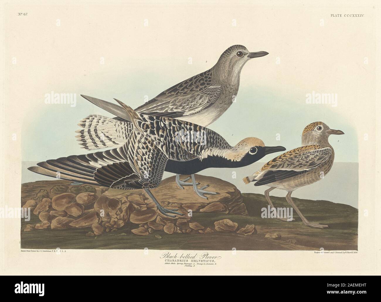 A 1836 ornithological print by Robert Havell after John James Audubon ...