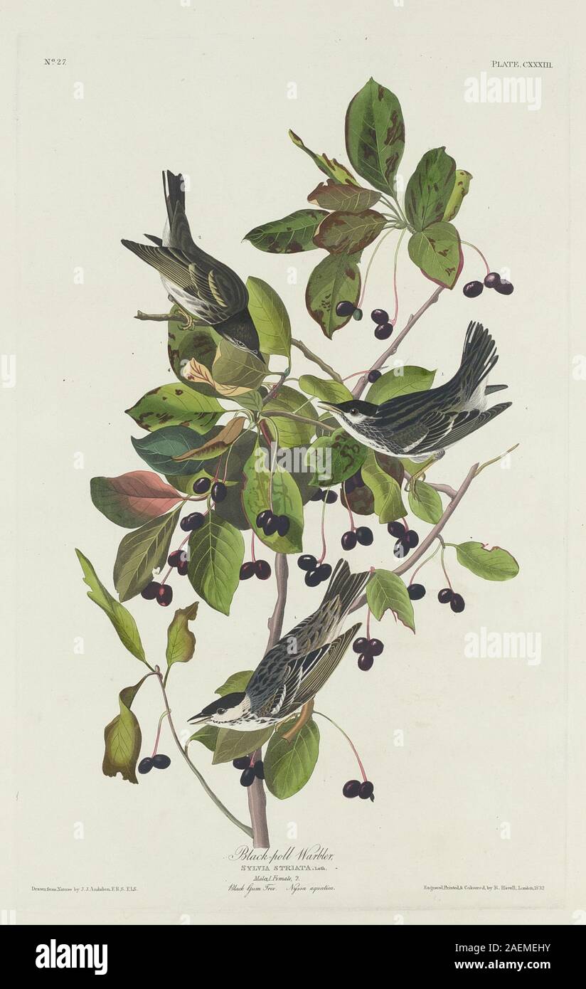 Hand-colored engraving by Robert Havell after John James Audubon, 1832 ...
