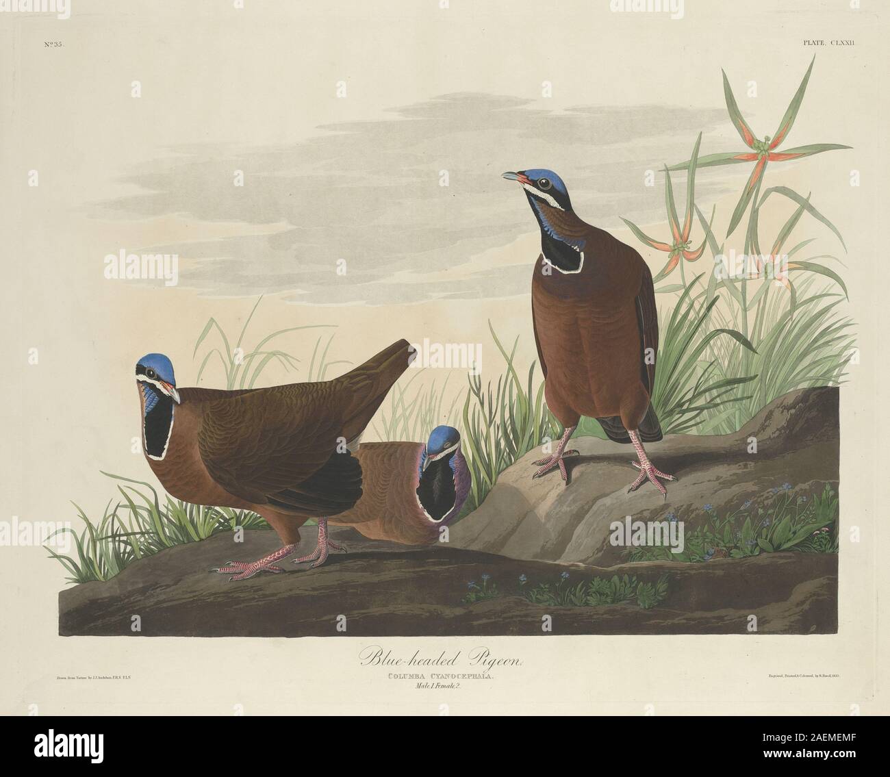 A 1833 ornithological print by Robert Havell after John James Audubon ...