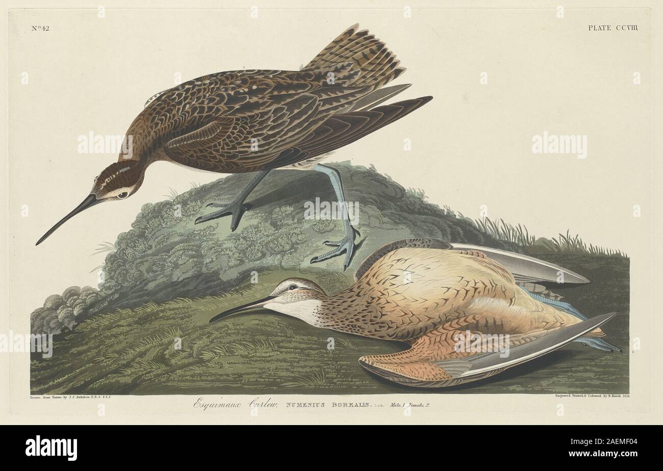 This 1834 print by Robert Havell after John James Audubon depicts an ...