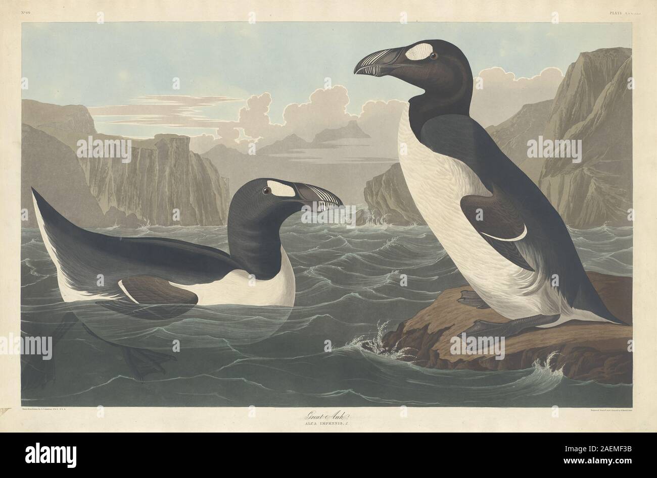 Robert Havell after John James Audubon, Great Auk, 1836, Great Auk ...