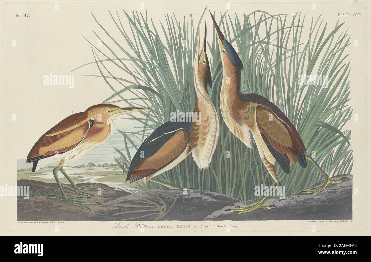 Bittern species hi-res stock photography and images - Alamy