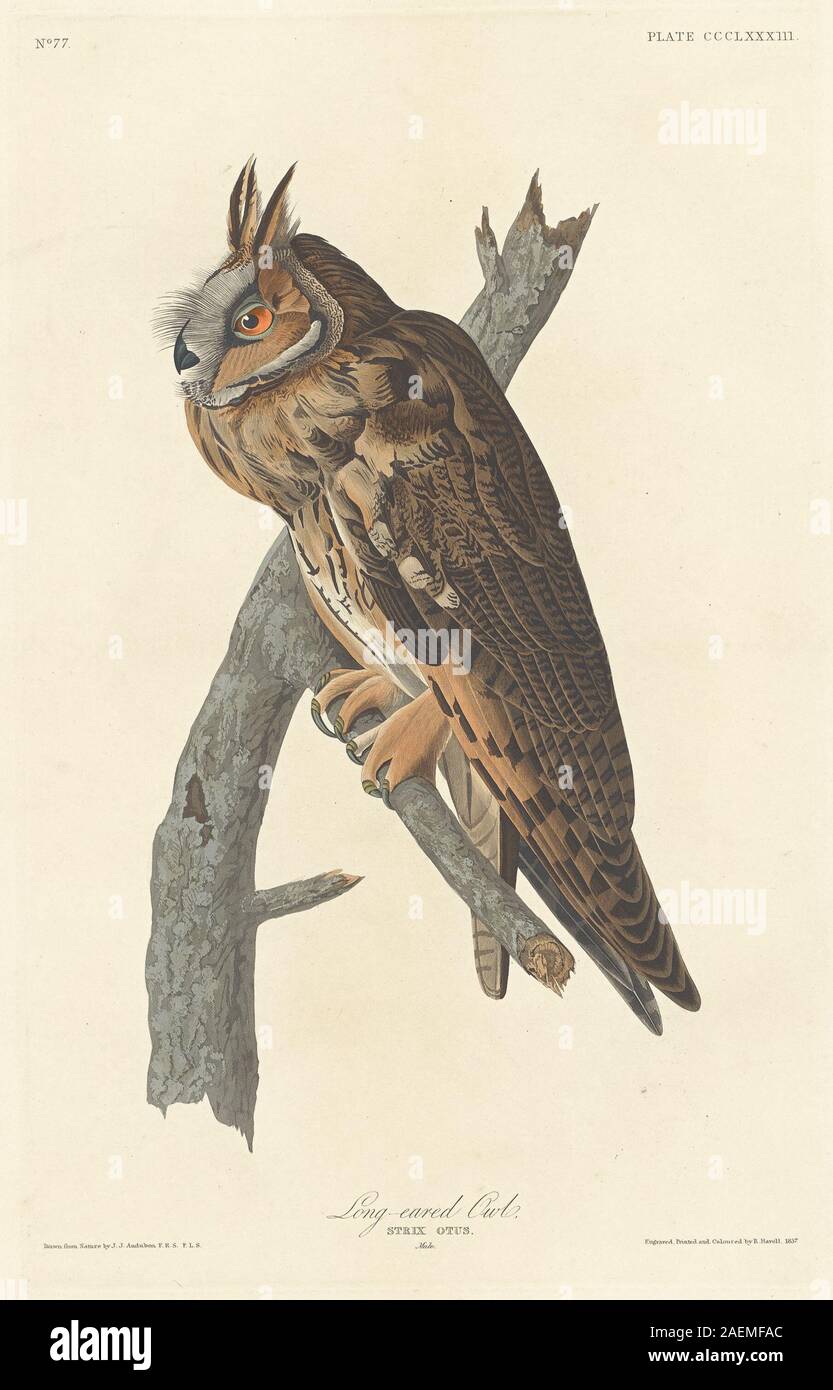 Robert Havell after John James Audubon, Long-eared Owl, 1837, Long ...