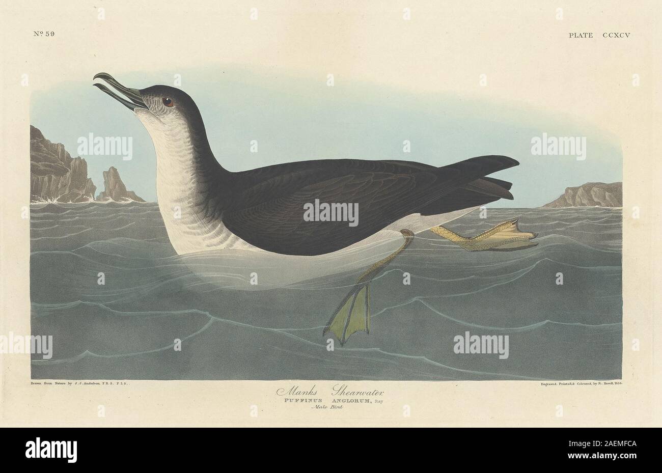 Illustration by Robert Havell after John James Audubon, 1836, depicting ...
