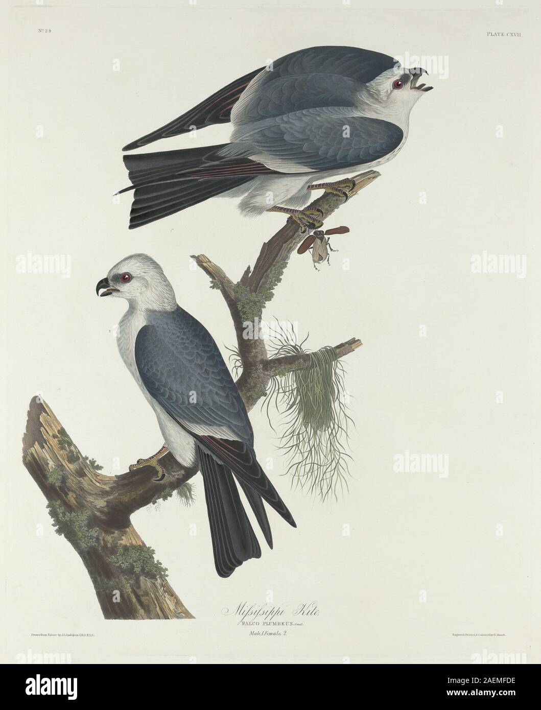 James perch forest hi-res stock photography and images - Alamy