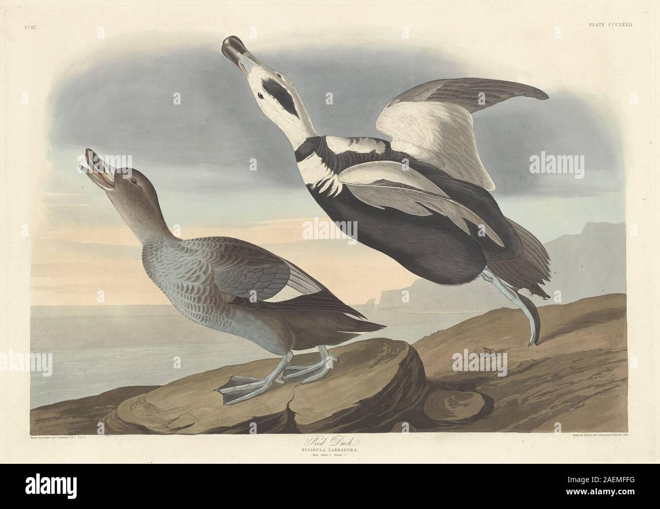 Characteristic black bill hi-res stock photography and images - Alamy