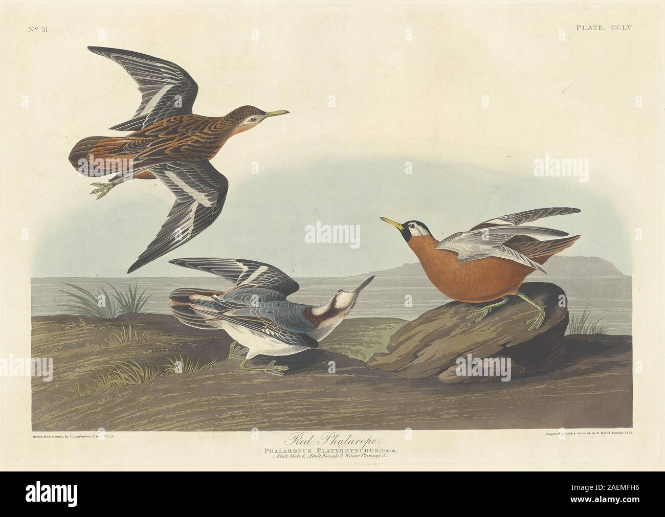 This 1835 print by Robert Havell after John James Audubon depicts a Red ...