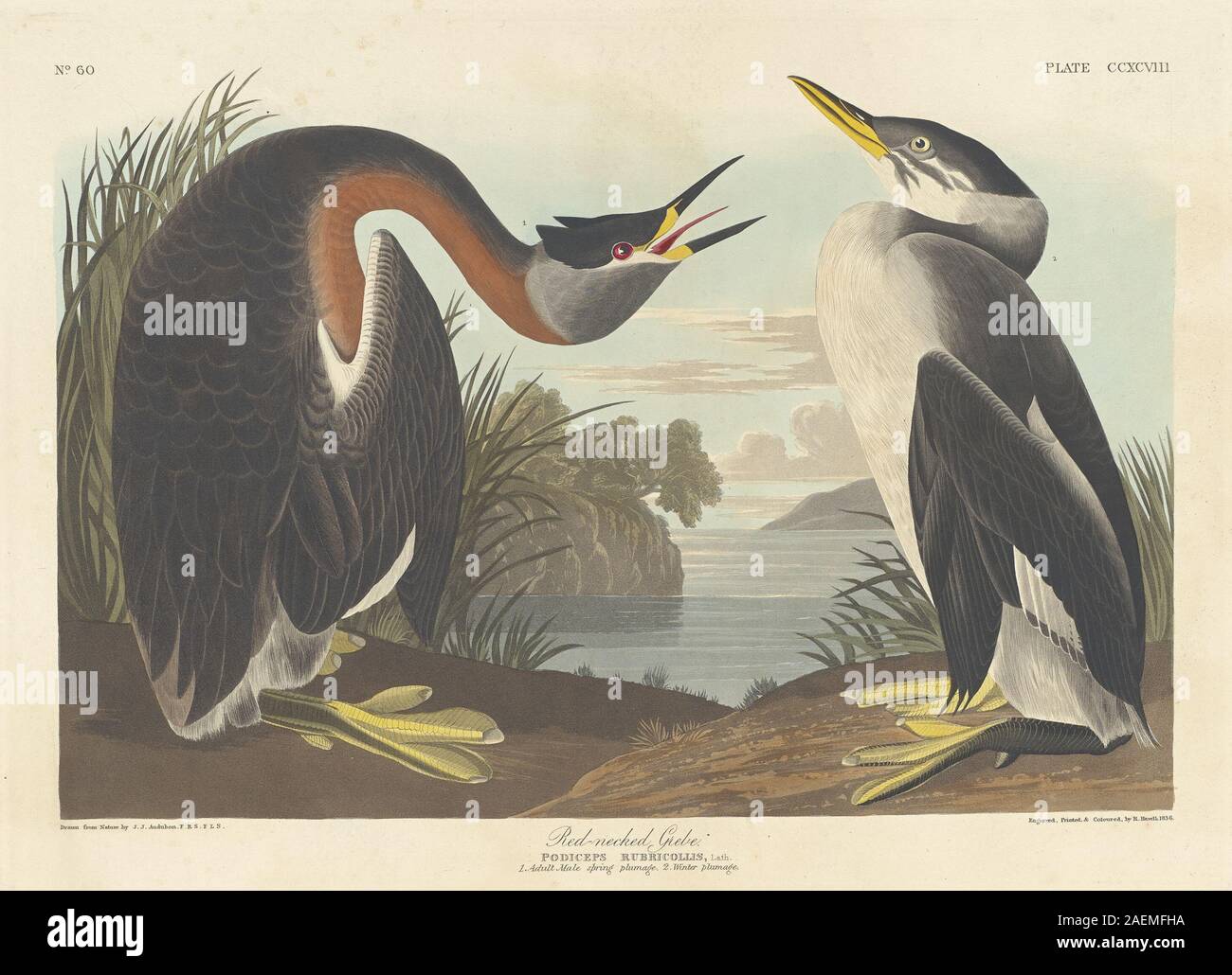 Robert Havell after John James Audubon, Red-necked Grebe, 1836, Red ...