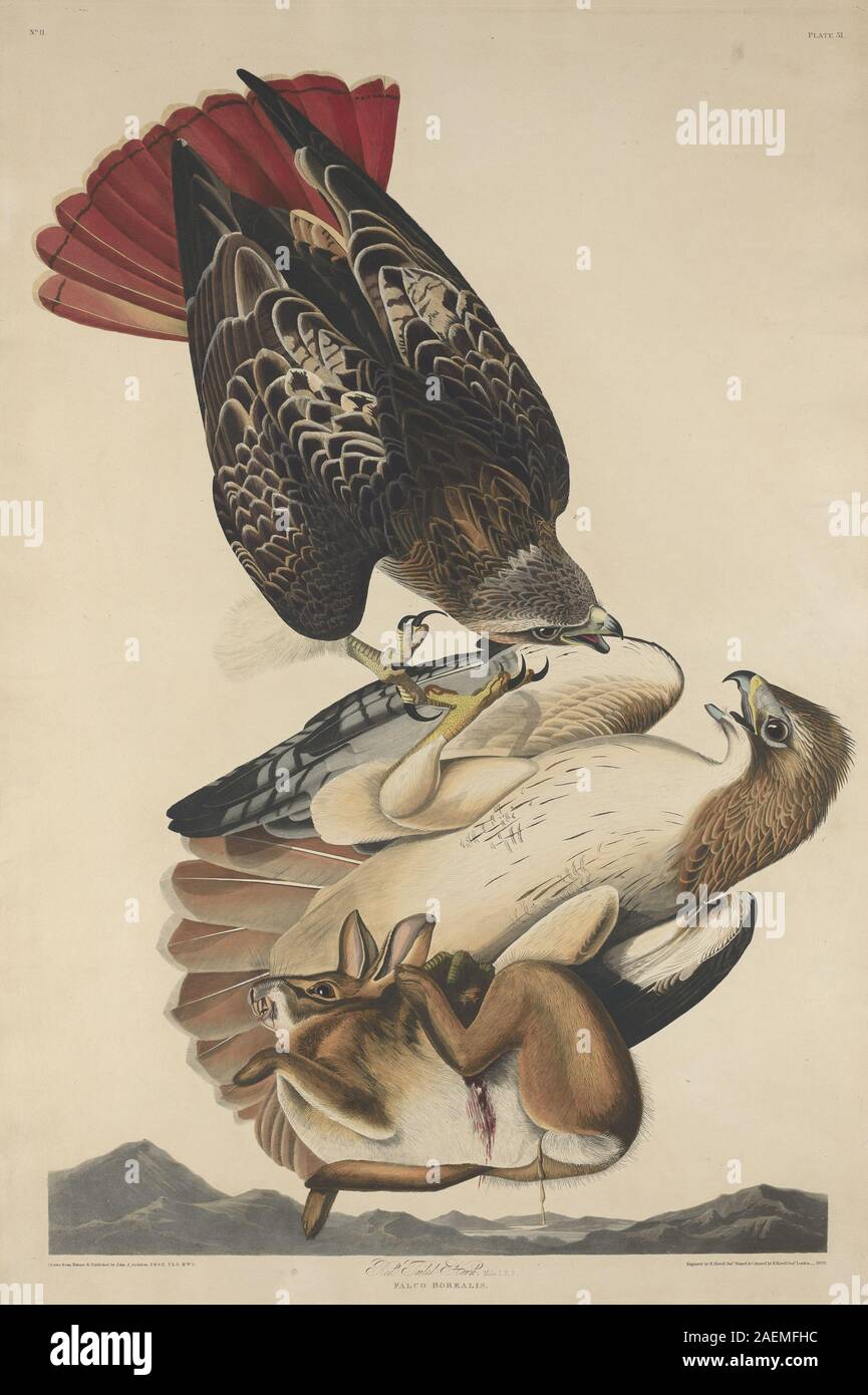 Robert Havell after John James Audubon, Red Tailed Hawk, 1829, Red ...