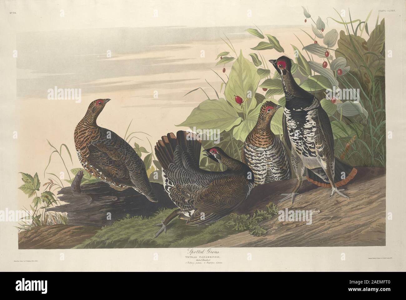 Robert Havell after John James Audubon, Spotted Grous, 1833, Spotted ...