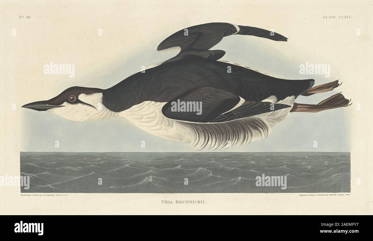 Illustration by Robert Havell after John James Audubon, 1835, depicting ...