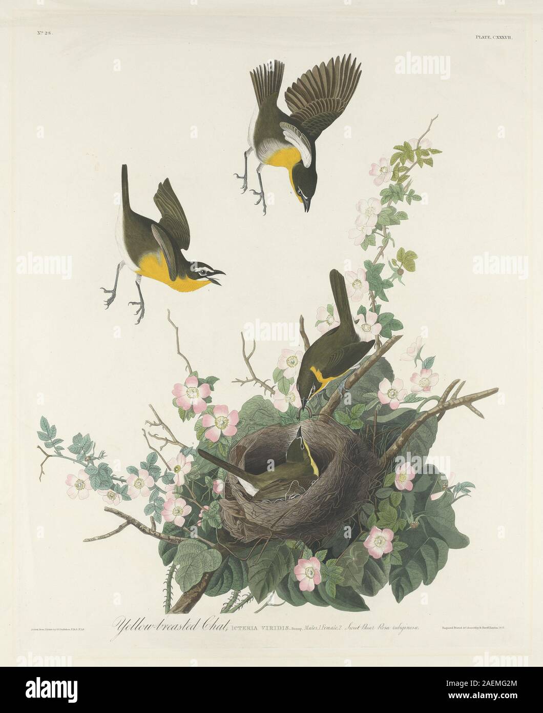 Songbird depiction hi-res stock photography and images - Alamy