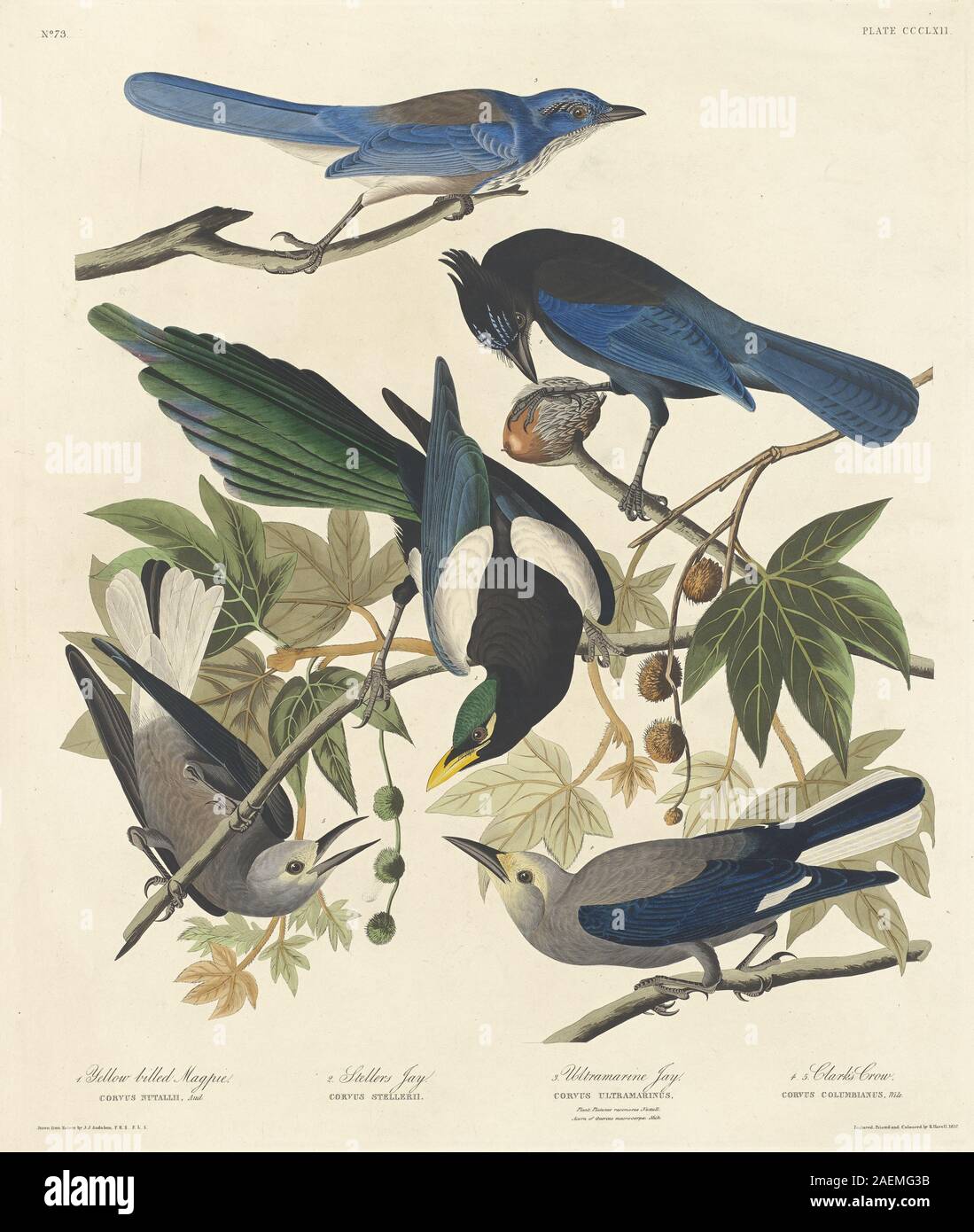 Yellow-billed Magpie, Stellers Jay, Ultramarine Jay, and Clark's Crow ...
