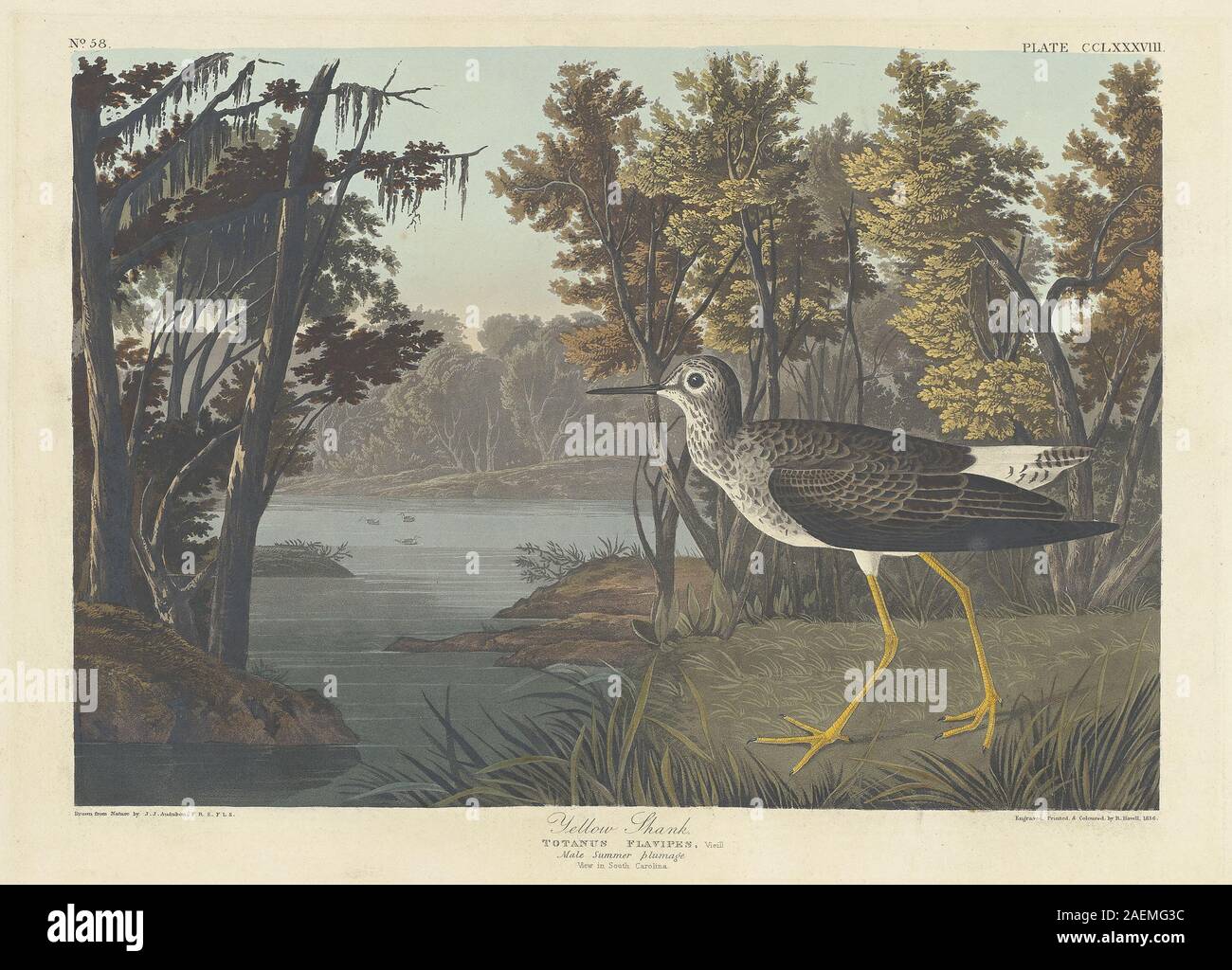 Yellow Shank by Robert Havell after John James Audubon, 1836, depicts a ...