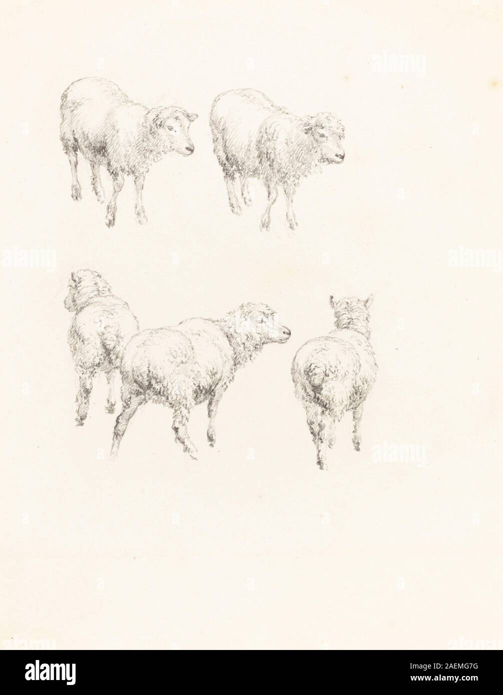 Robert Hills, Five Sheep, Five Sheep Stock Photo - Alamy