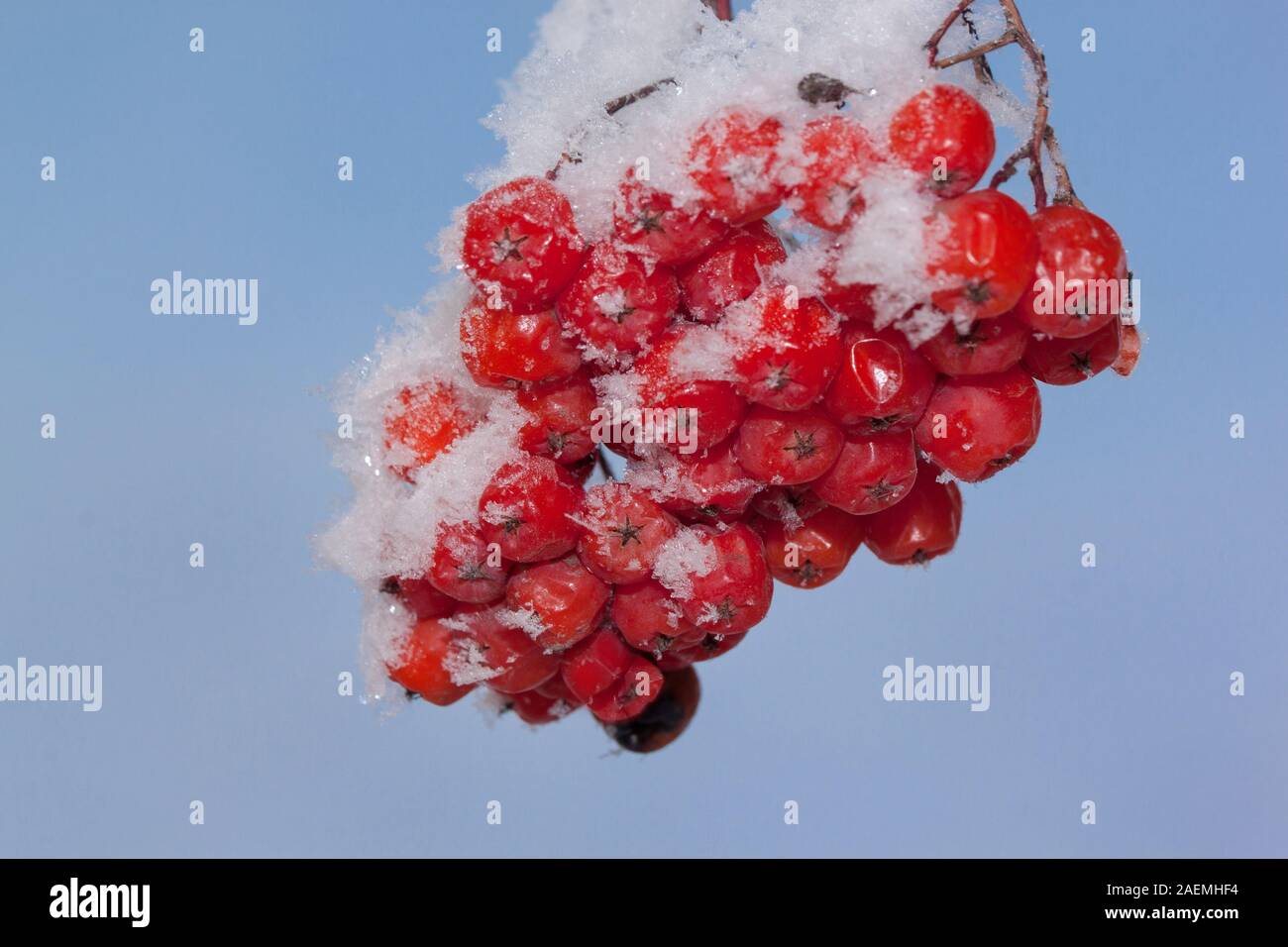 Large bunch of mountain ash covered with snow and hoarfrost on the blue ...