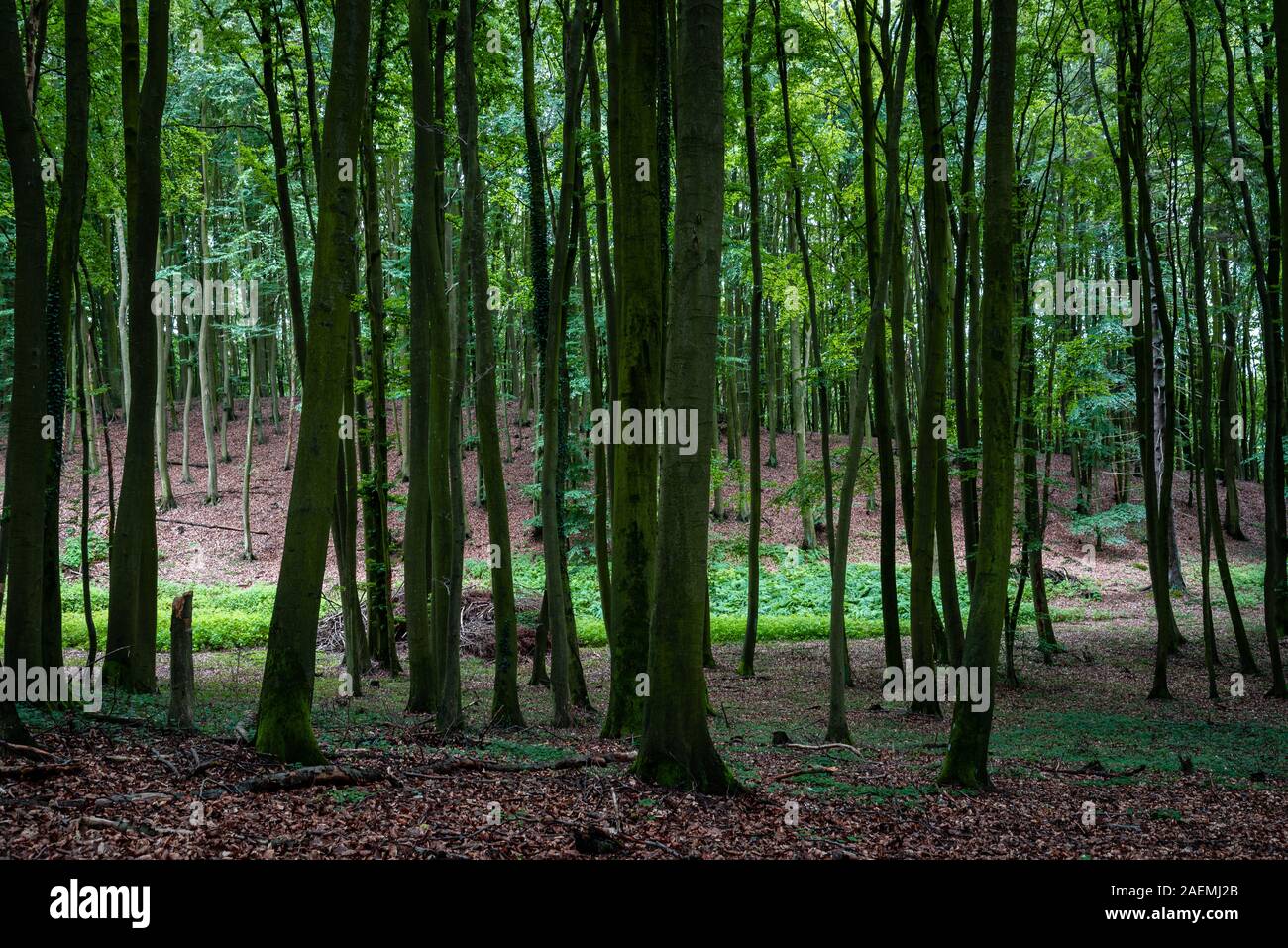 Oak beech forest hi-res stock photography and images - Alamy