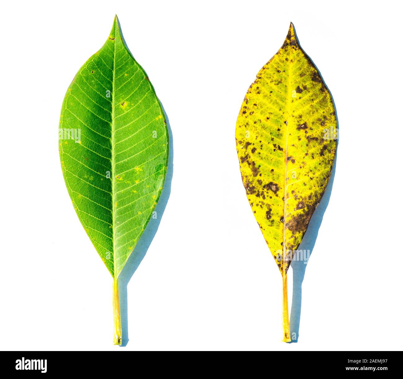 The leaves are drying out on white background Stock Photo - Alamy