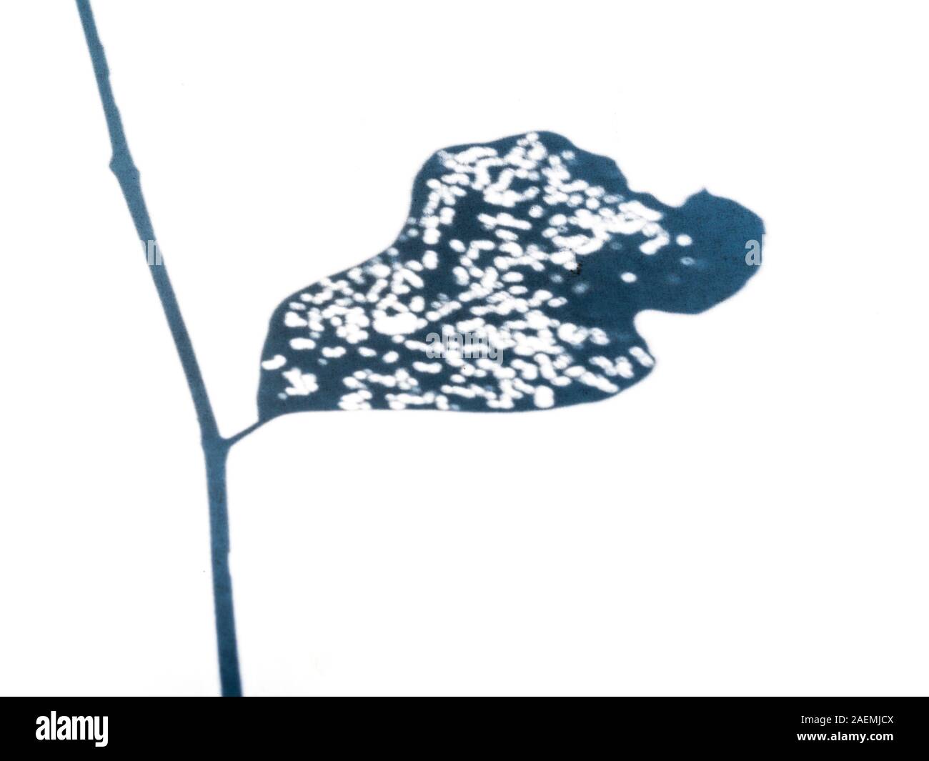 Shadow blurry of the leaves that are eaten by worms on white Stock ...