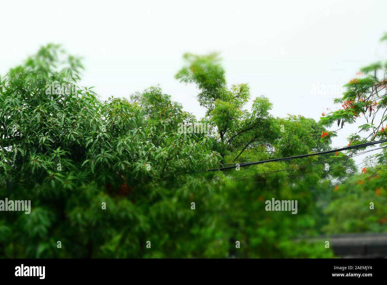 Greenery in the environment feel of fresh air Stock Photo - Alamy