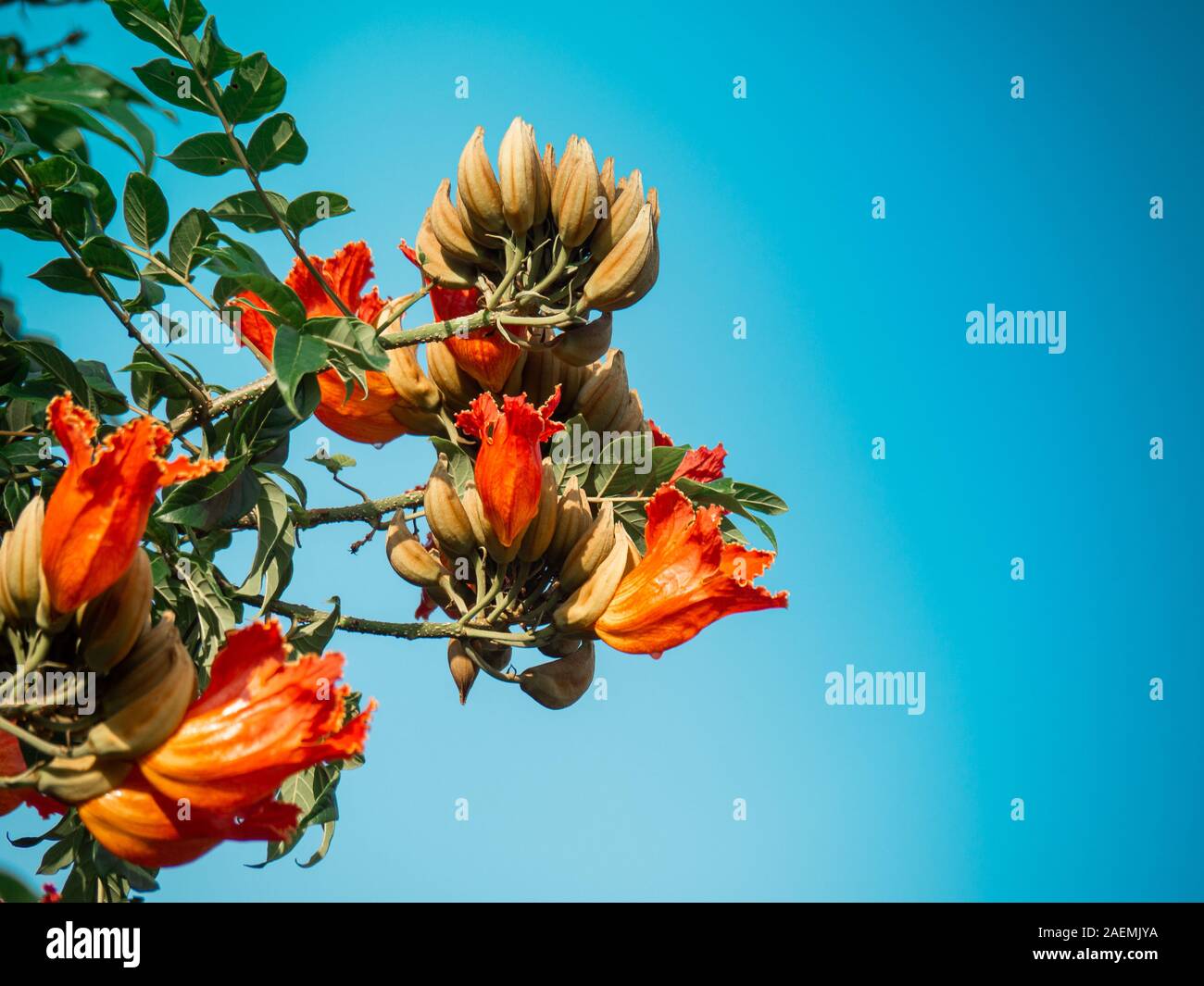 Fountain tree spathodea campanulata hi-res stock photography and images ...