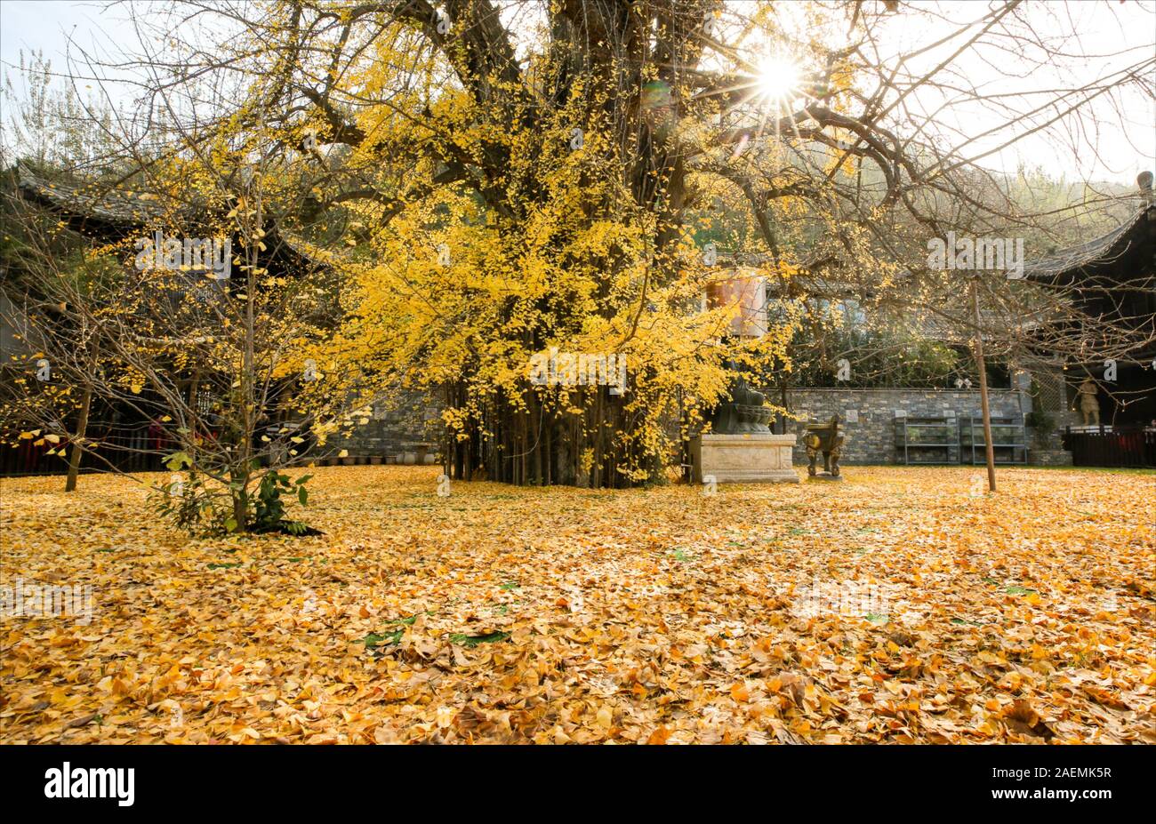 The 1400-thousand-year-old ginkgo tree, planted by Emperor Taizong of ...