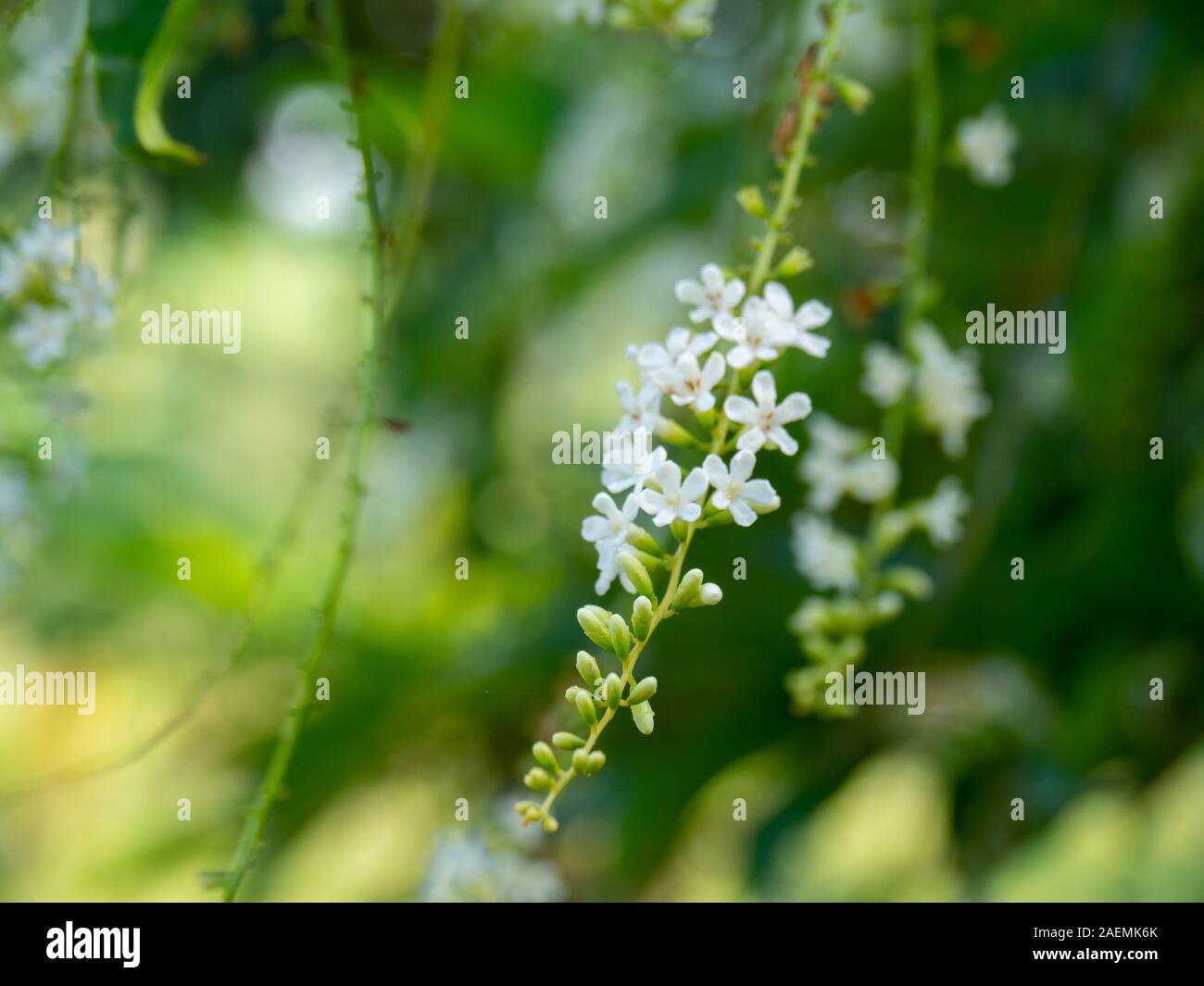 Chinese Rose or Citharexylum spinosum Linn.,flowers on tree Stock Photo ...