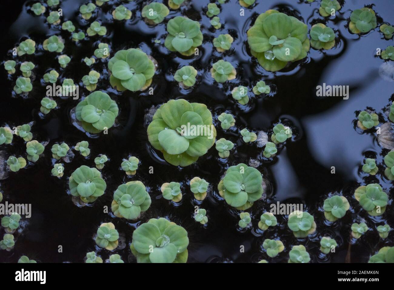 Green leaves and rosettes of water salad growing in a pond Stock Photo ...