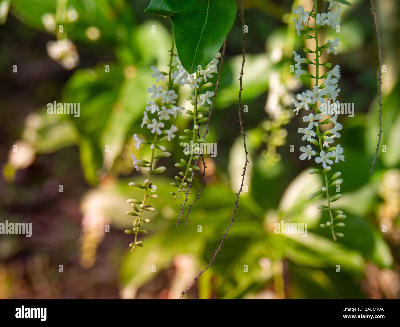 Citharexylum hi-res stock photography and images - Alamy