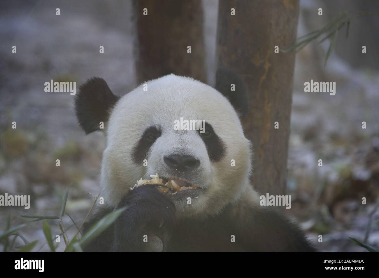 A panda eats bamboo in sunshine, comfortably enjoying leisure time in ...