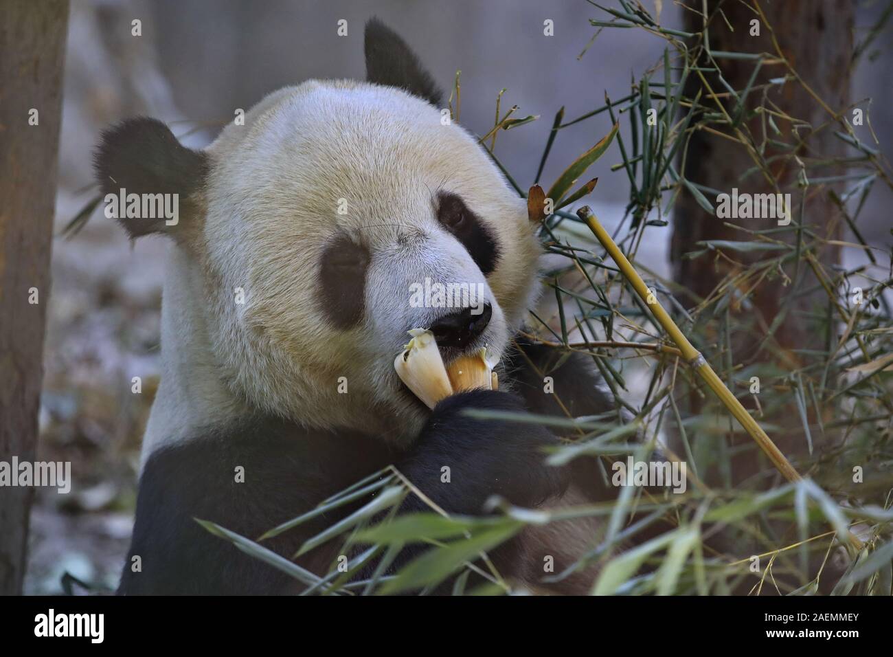 24 national treasure hi-res stock photography and images - Alamy