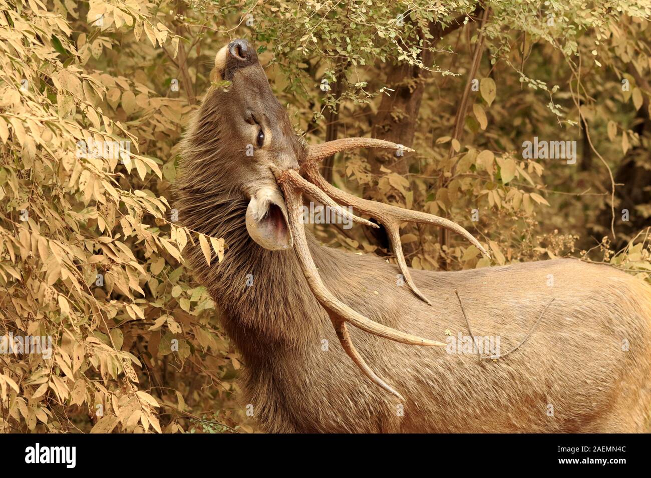 Ranthambore sambar deer hi-res stock photography and images - Alamy