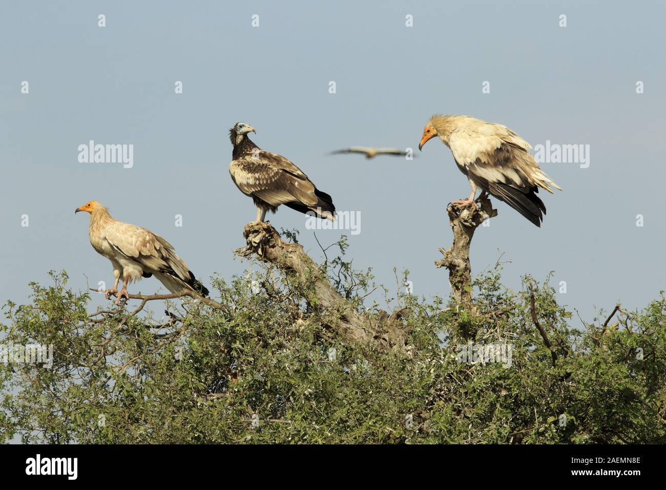 Egyptian vultures hi-res stock photography and images - Alamy
