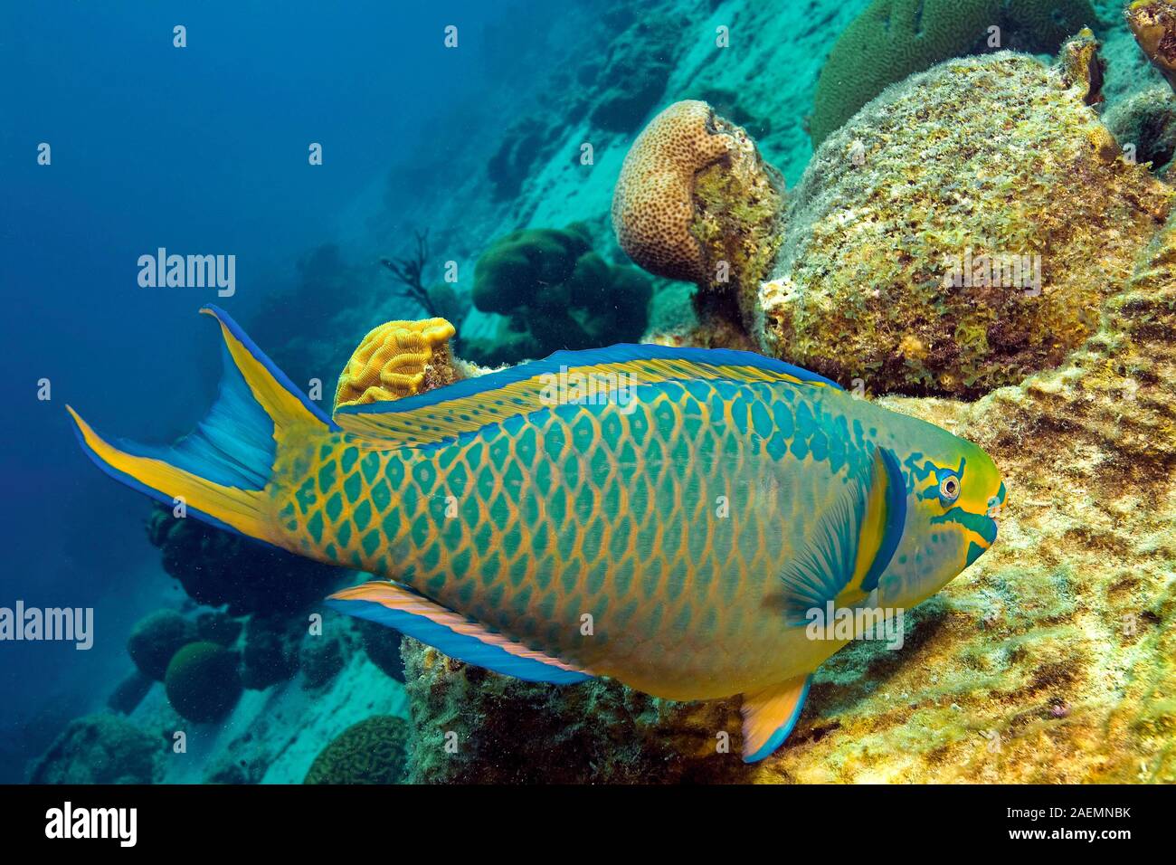 Queen parrotfish (Scarus vetula), swimming in a coral reef, Bonaire ...