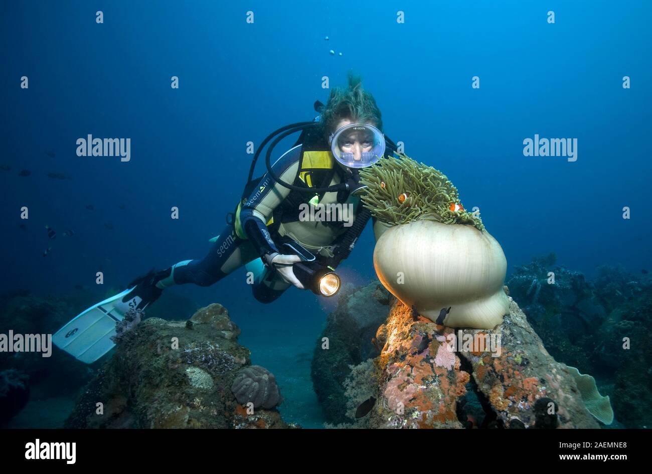 Scuba diver watches Western clown anemonefishes (Amphiprion ocellaris ...