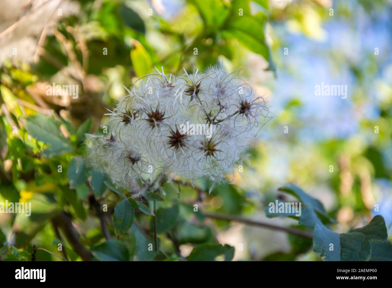 Fluffy plant seeds, shrub, bush with beautiful white feathery seed ...