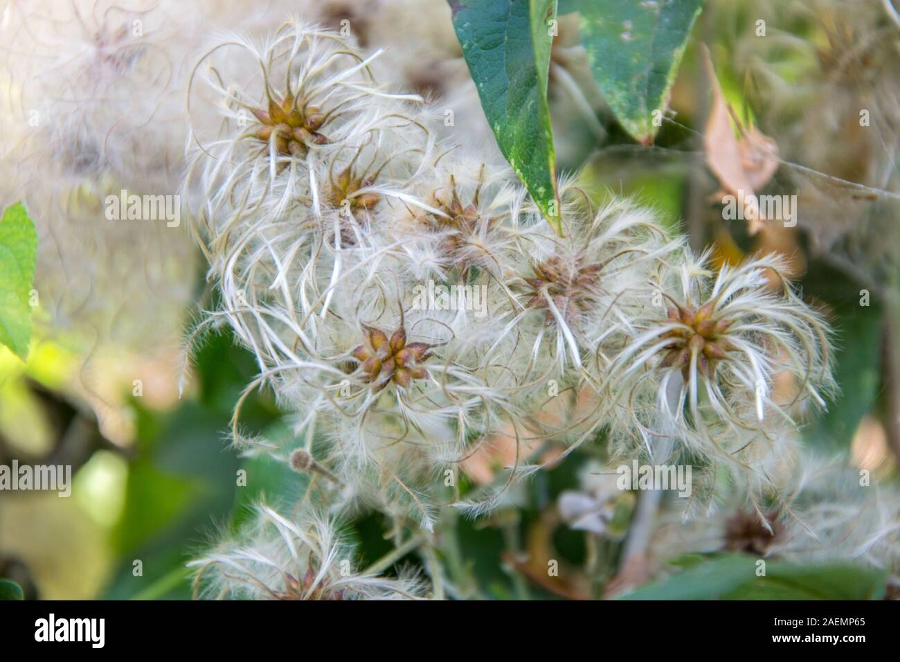 Fluffy plant seeds, shrub, bush with beautiful white feathery seed ...
