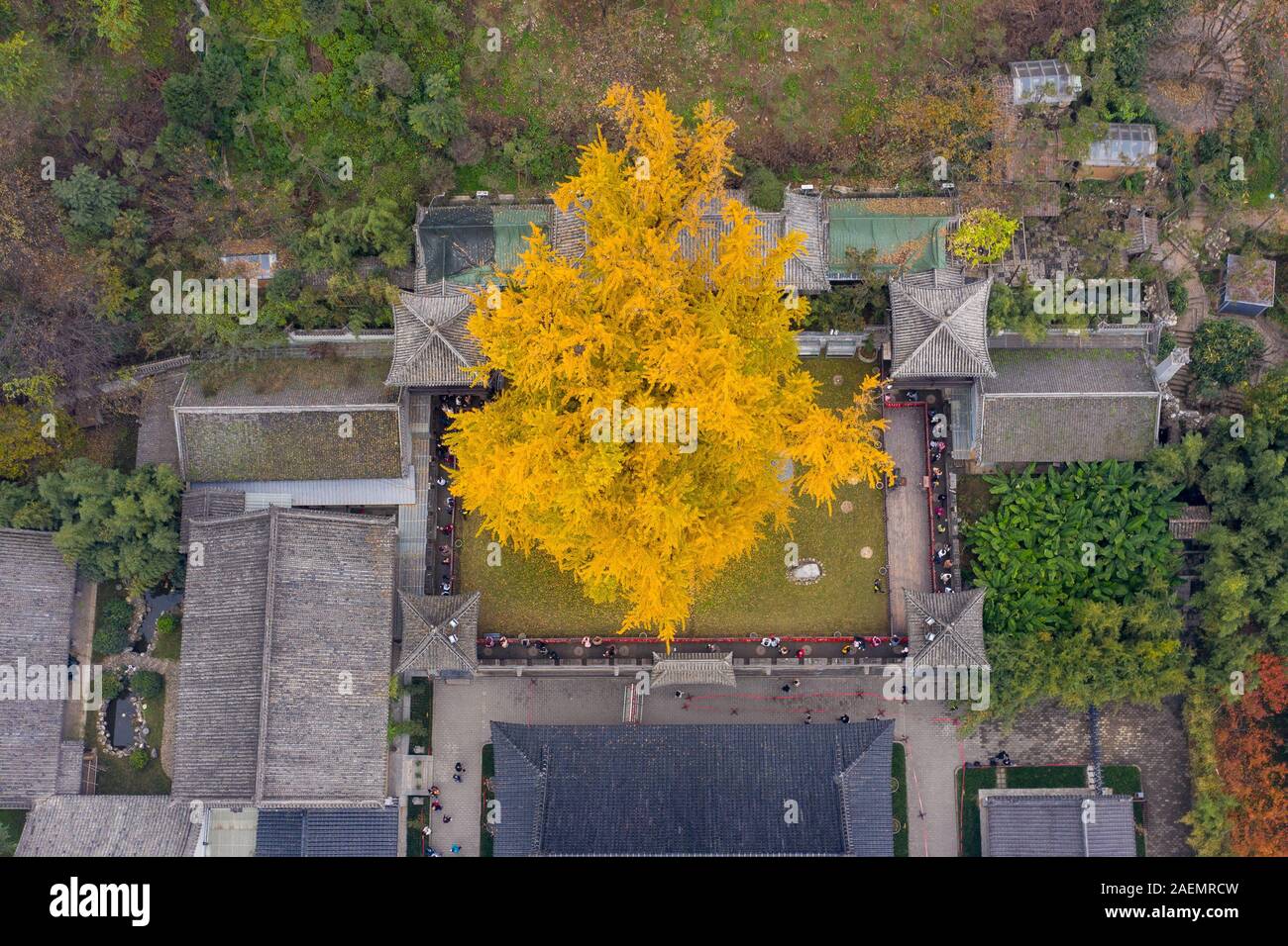 The 1400-thousand-year-old ginkgo tree, planted by Emperor Taizong of ...