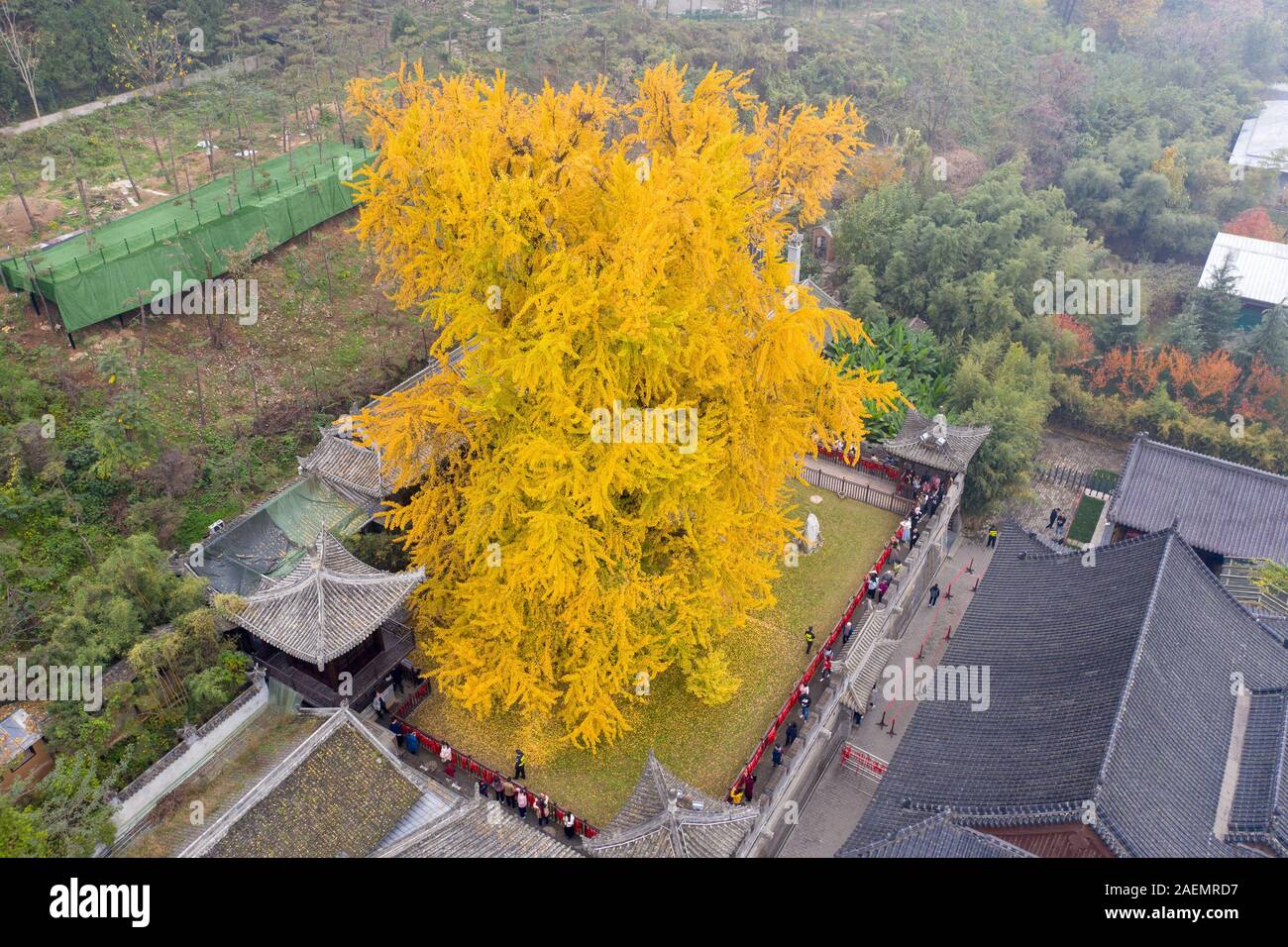 The 1400-thousand-year-old ginkgo tree, planted by Emperor Taizong of ...