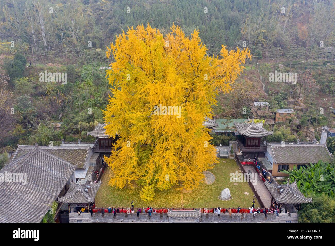 The 1400-thousand-year-old ginkgo tree, planted by Emperor Taizong of ...
