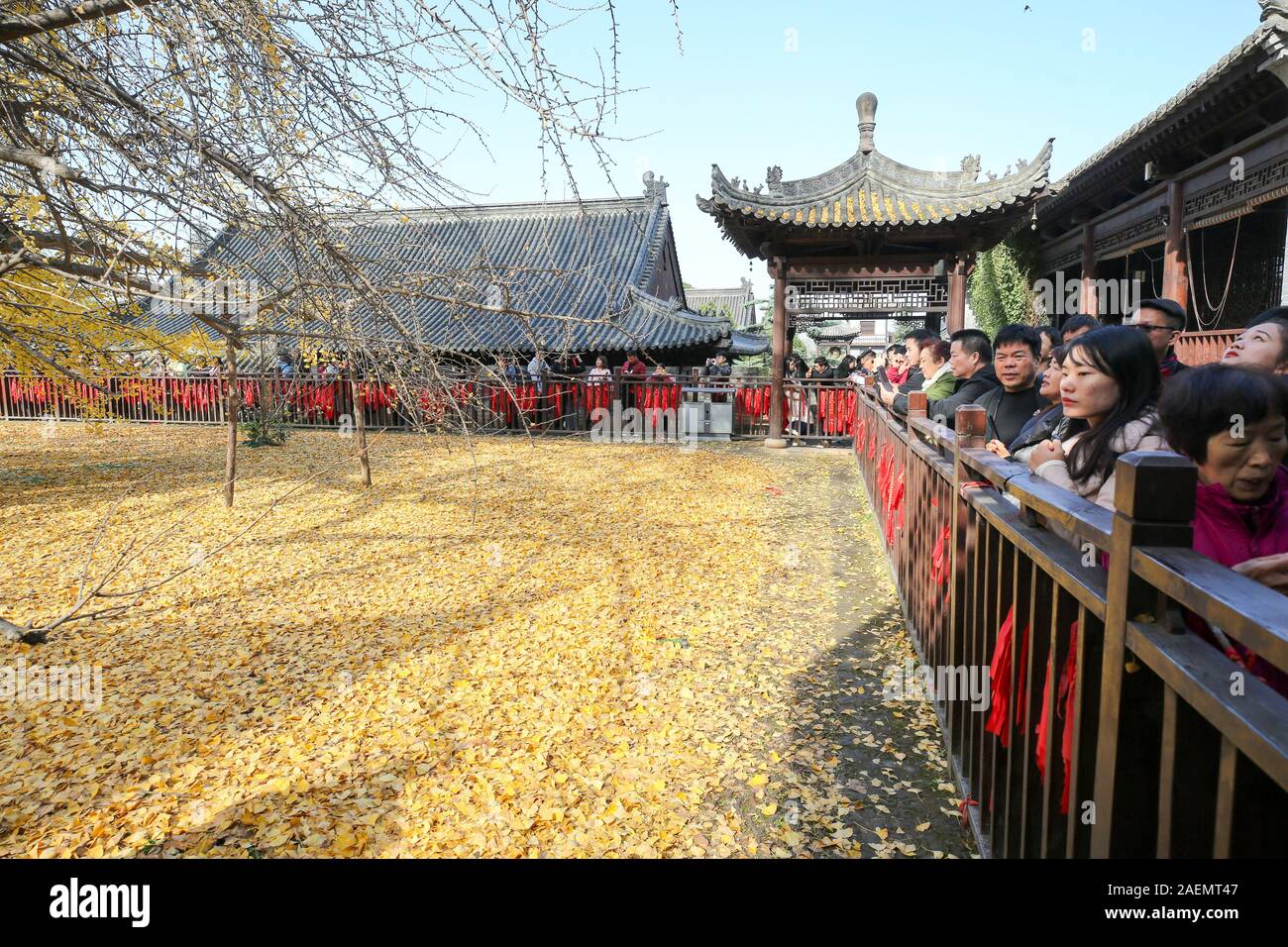 People watch the 1400-thousand-year-old ginkgo tree, planted by Emperor ...
