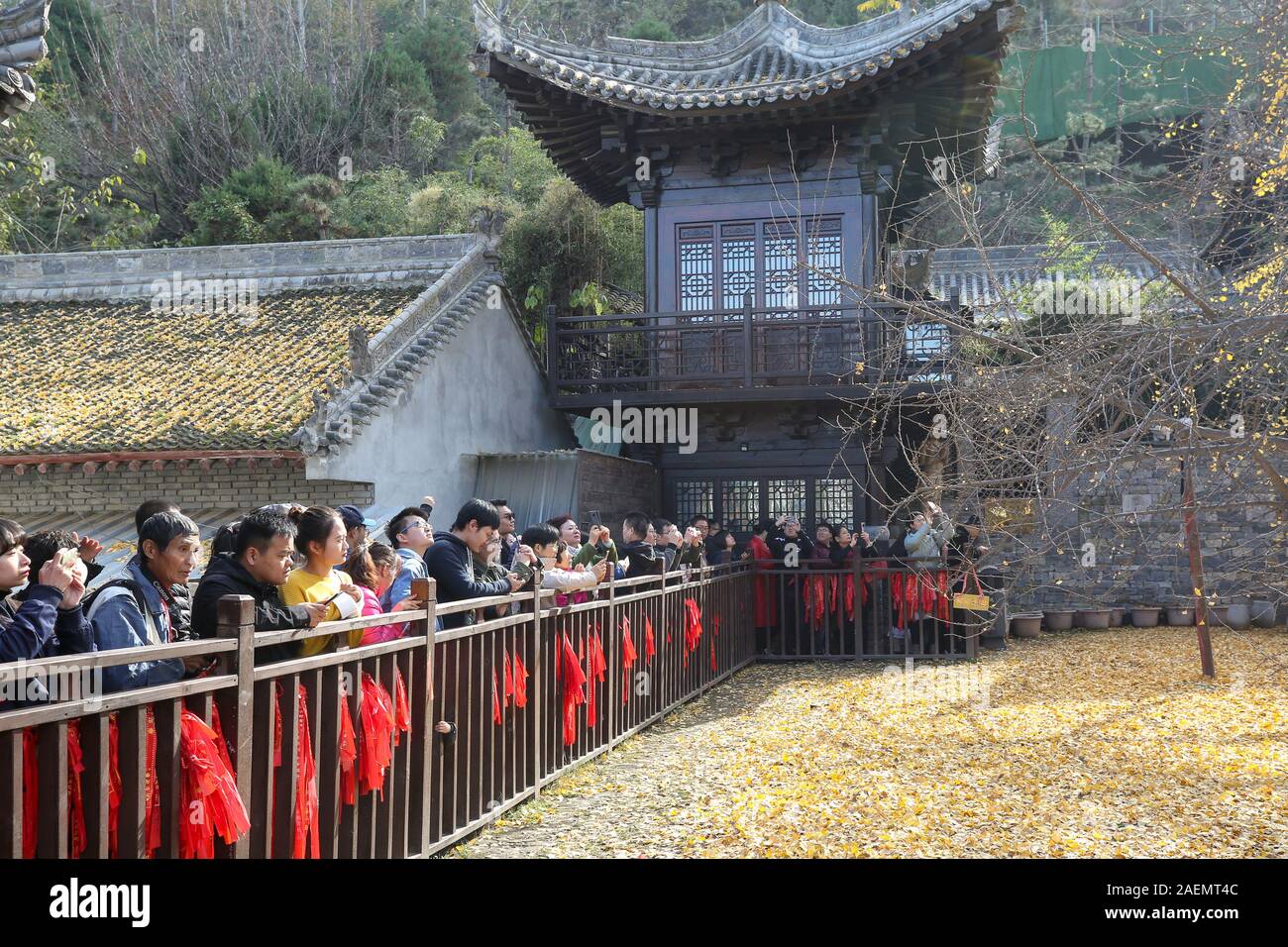 People watch the 1400-thousand-year-old ginkgo tree, planted by Emperor ...