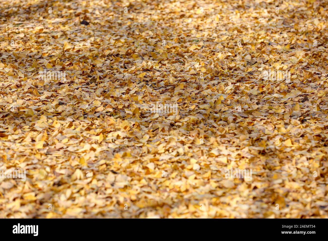 The 1400-thousand-year-old ginkgo tree, planted by Emperor Taizong of ...
